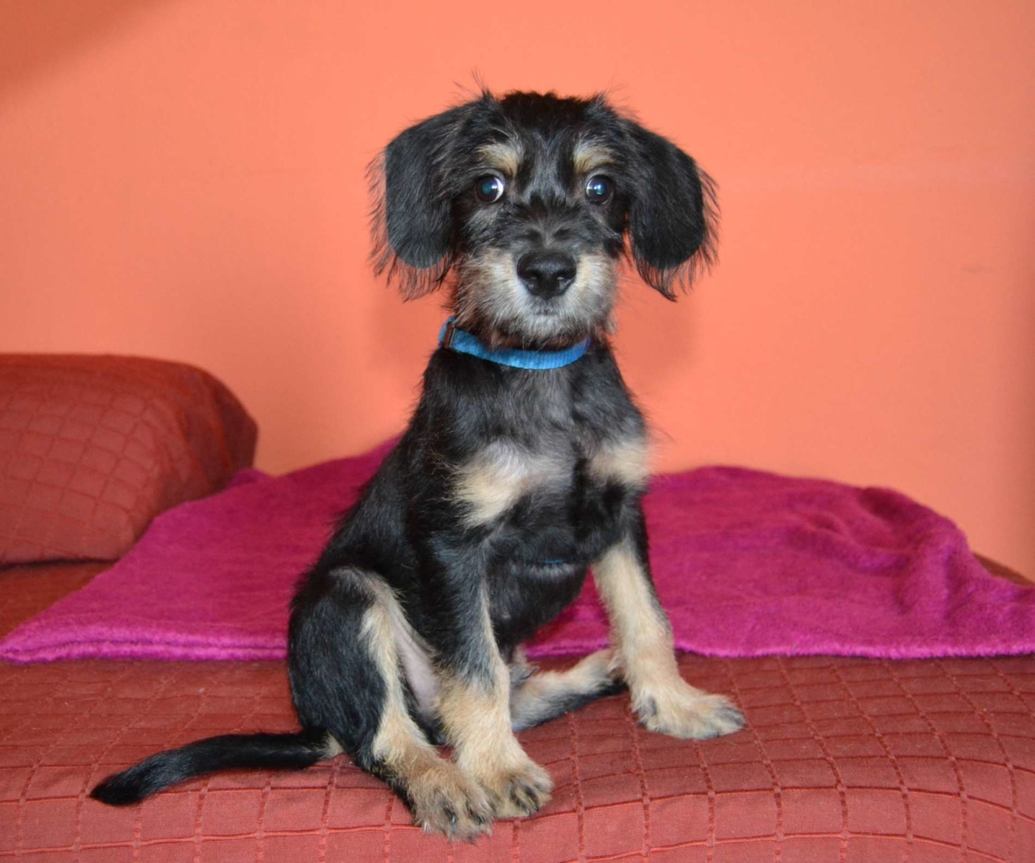 Puchi - Arca Sevilla